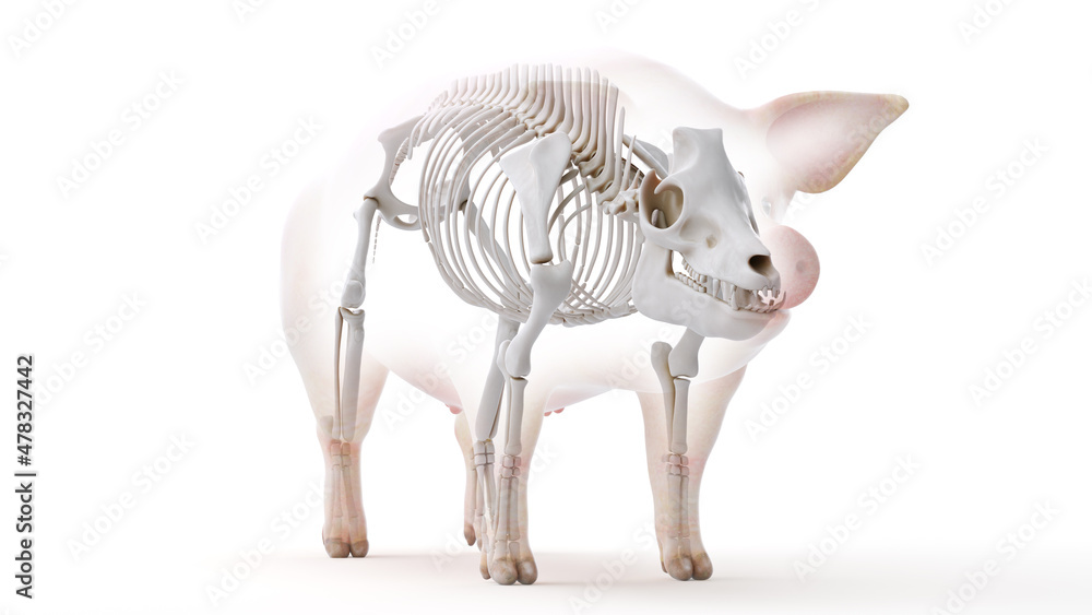 3d rendered illustration of the porcine anatomy - the skeleton Stock ...