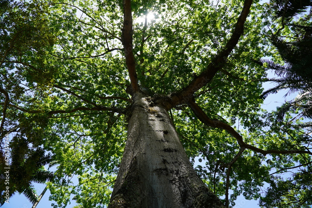 Foto de Sumauma tree (ceiba pentandra l. gaertn.) native to tropical ...