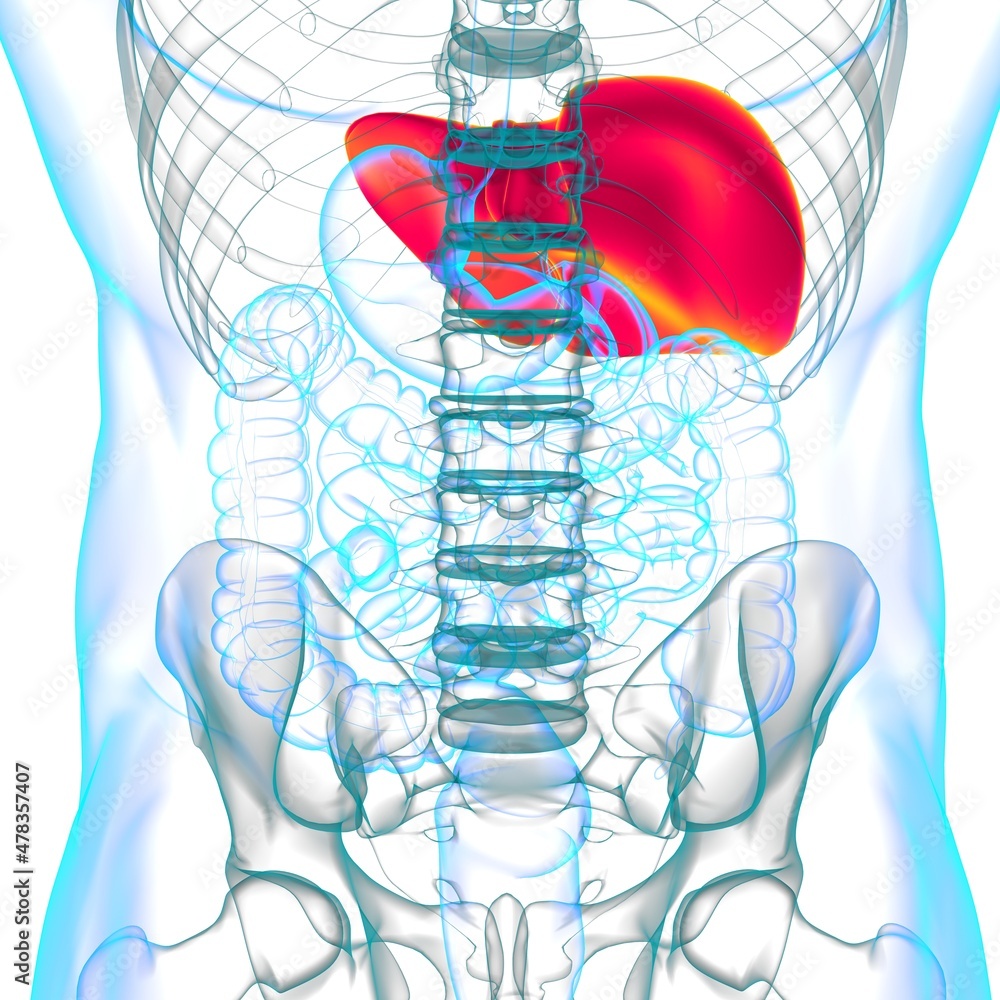 Liver 3D Illustration Human Digestive System Anatomy Stock Illustration ...