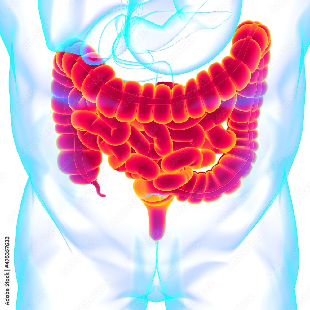 Small and Large Intestine 3D Illustration Human Digestive System ...