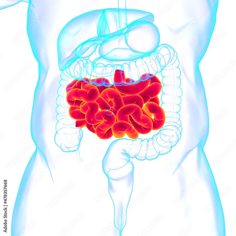 Small Intestine 3D Illustration Human Digestive System Anatomy Stock ...