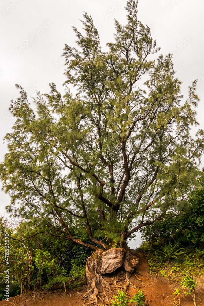 Foto de Bizarre tree with naked roots on Nu'uanu Pali Lookout, Oahu ...