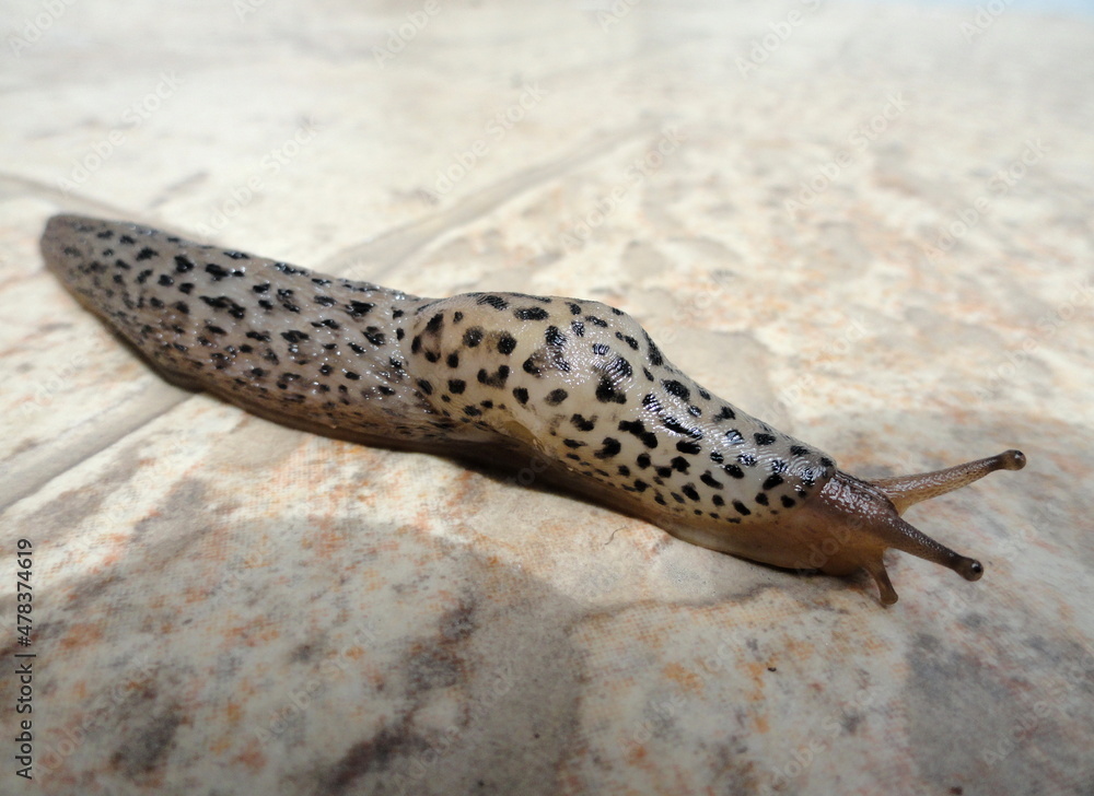 Leopard slug (Limax maximus) close up showing mantle and tentacles.It ...
