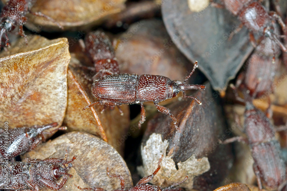 Wheat weevil Sitophilus granarius beetles on buckwheat seeds. High ...