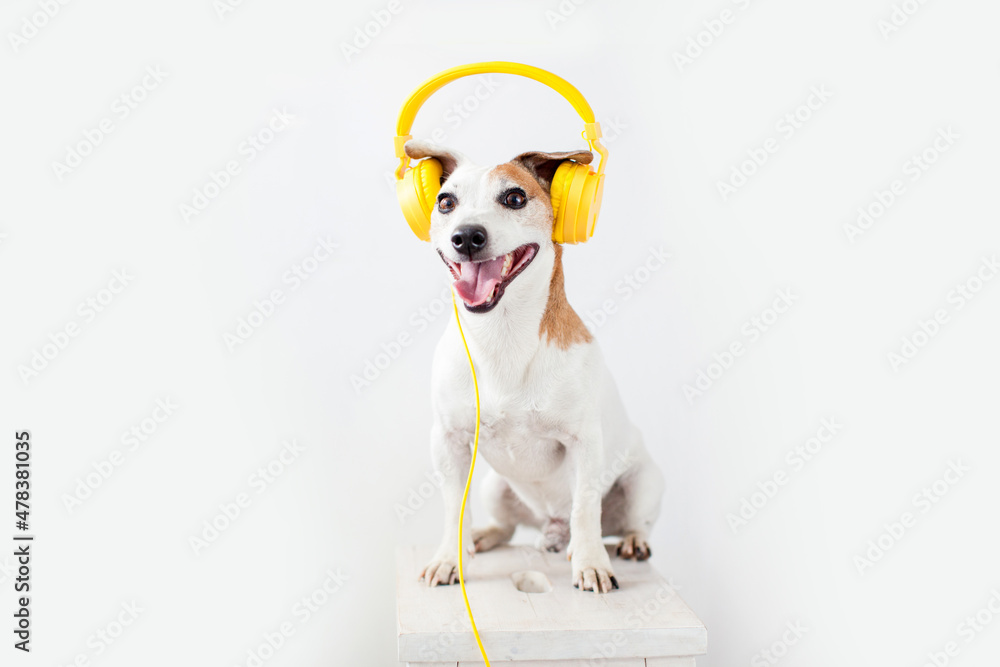 Cute Dogs With Headphones