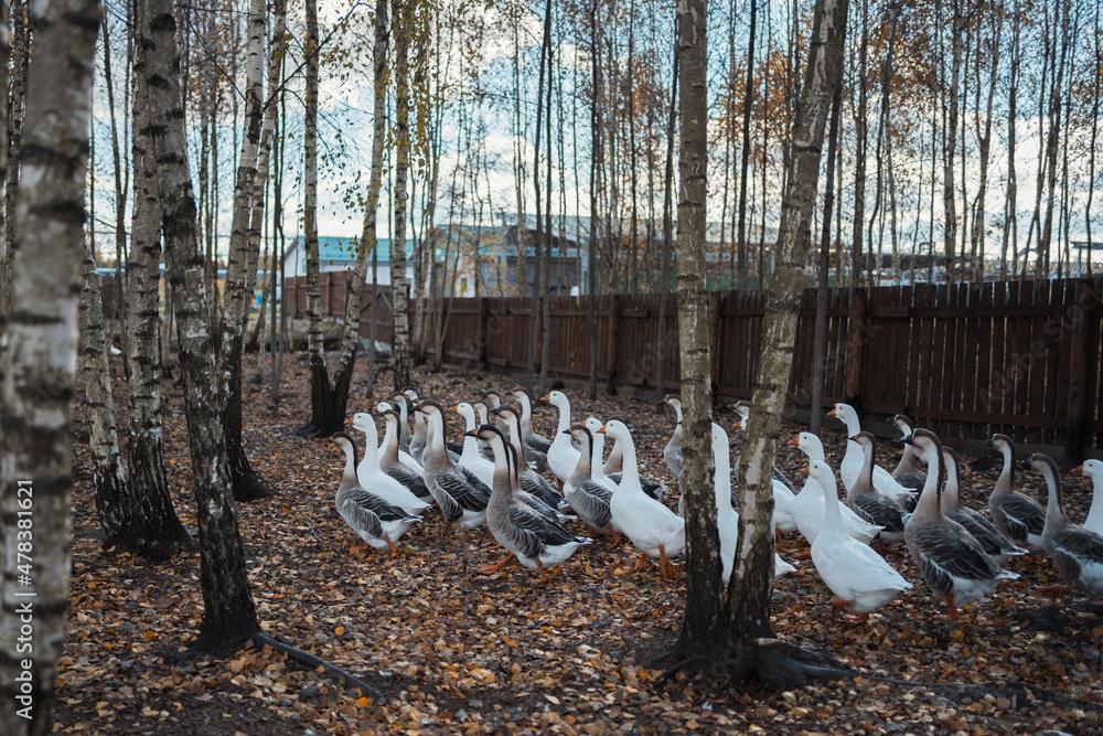 Bird farm. Geese, Ducks and Storks. Wildlife conservation. Bird zoo ...