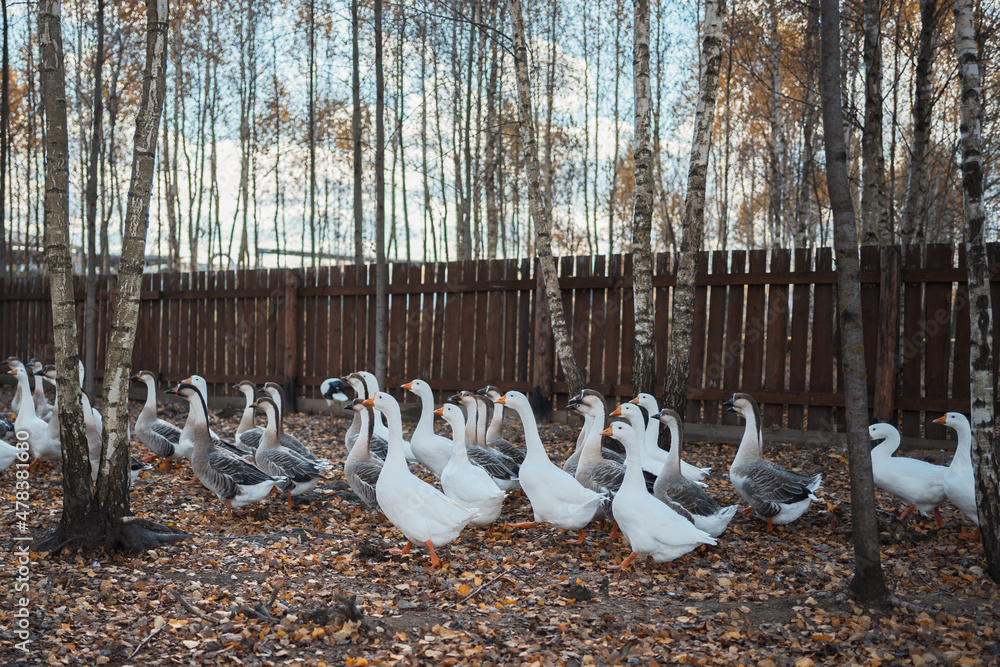 Bird farm. Geese, Ducks and Storks. Wildlife conservation. Bird zoo ...
