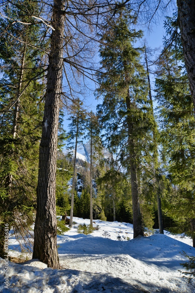 trees in forest, photo picture digital image , in the italian european ...