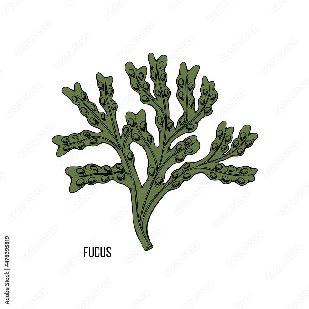 Algae - fukus. Green and red edible algae. Black line ink sketch on a ...