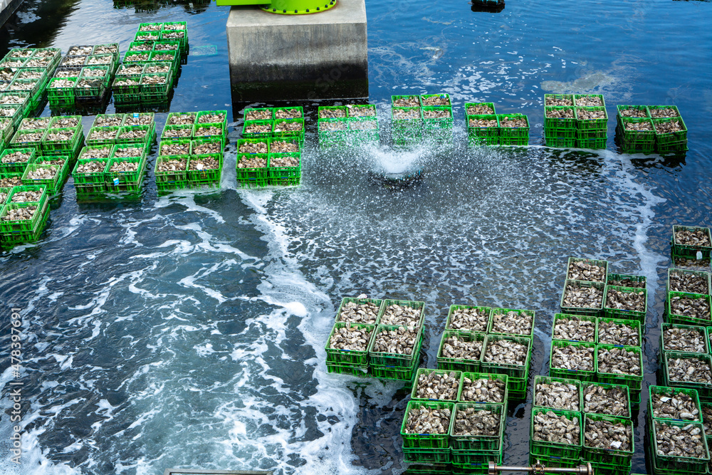 Oysters growing systems, keeping oysters in concrete oyster pits, where ...