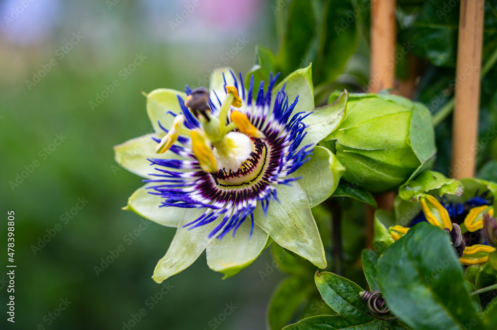 Botanical collection, beatiful flowers of passiflora plant with edible ...