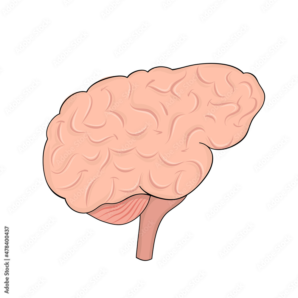 Human brain in cartoon style for medical design Stock Vector | Adobe Stock