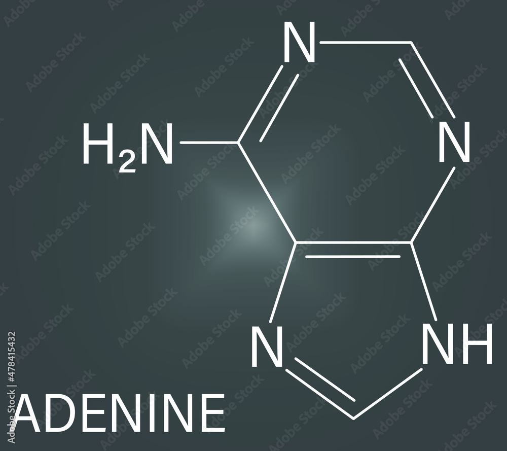 Adenine purine nucleobase molecule. Base present in DNA and RNA ...