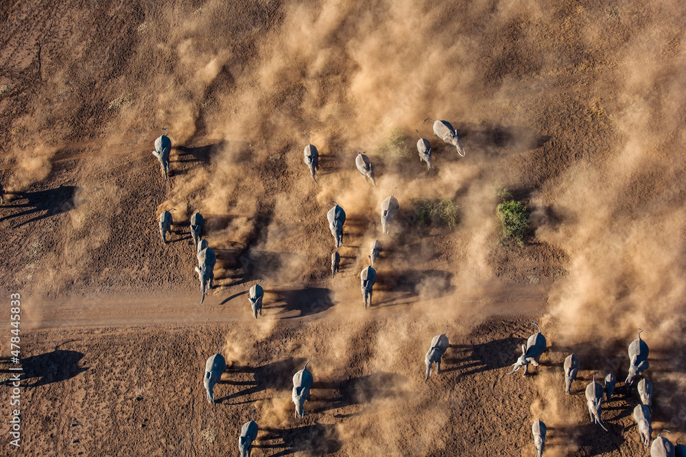 Elephant Herd Migrating Across Maasai Amboseli Park Game Reserve Kenya ...