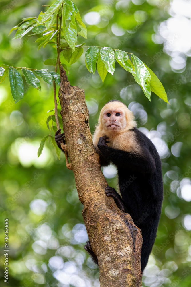 Colombian white-faced capuchin (Cebus capucinus) on tree, Manuel ...