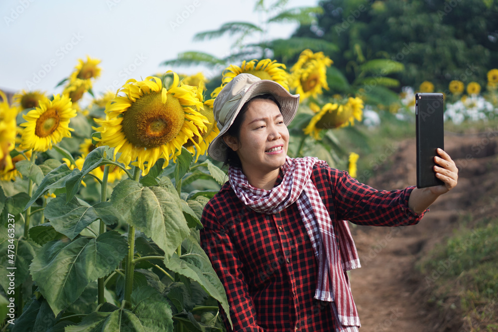 Asian female farmer holds smart tablet to make a live video to show her sunflower garden through ...