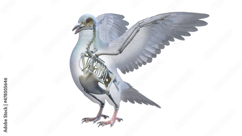 3d rendered illustration of a pigeons anatomy - the skeleton Stock ...