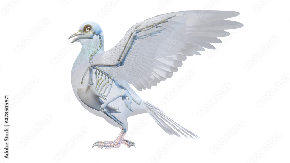 3d rendered illustration of a pigeons anatomy - the skeleton Stock ...