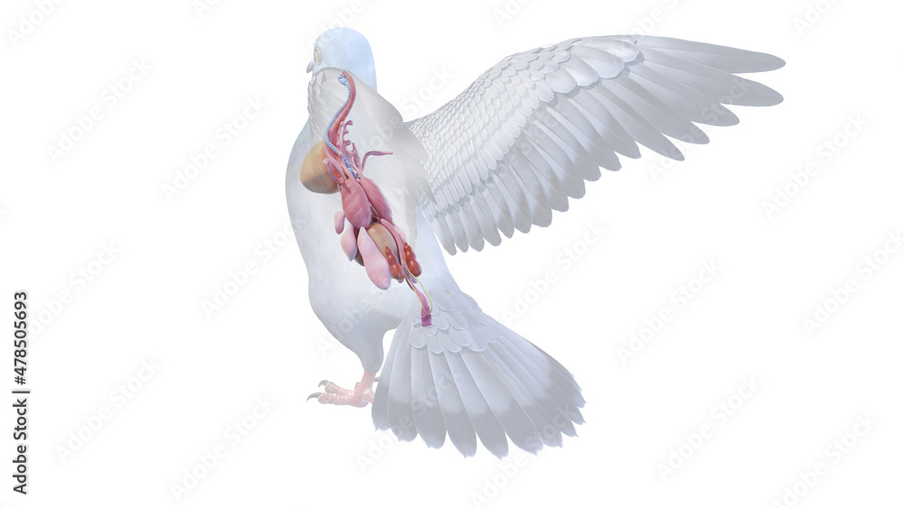 3d rendered illustration of a pigeons anatomy - the organs Stock ...