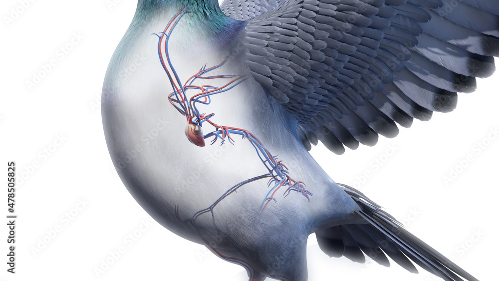 3d rendered illustration of a pigeons anatomy - the vascular system ...