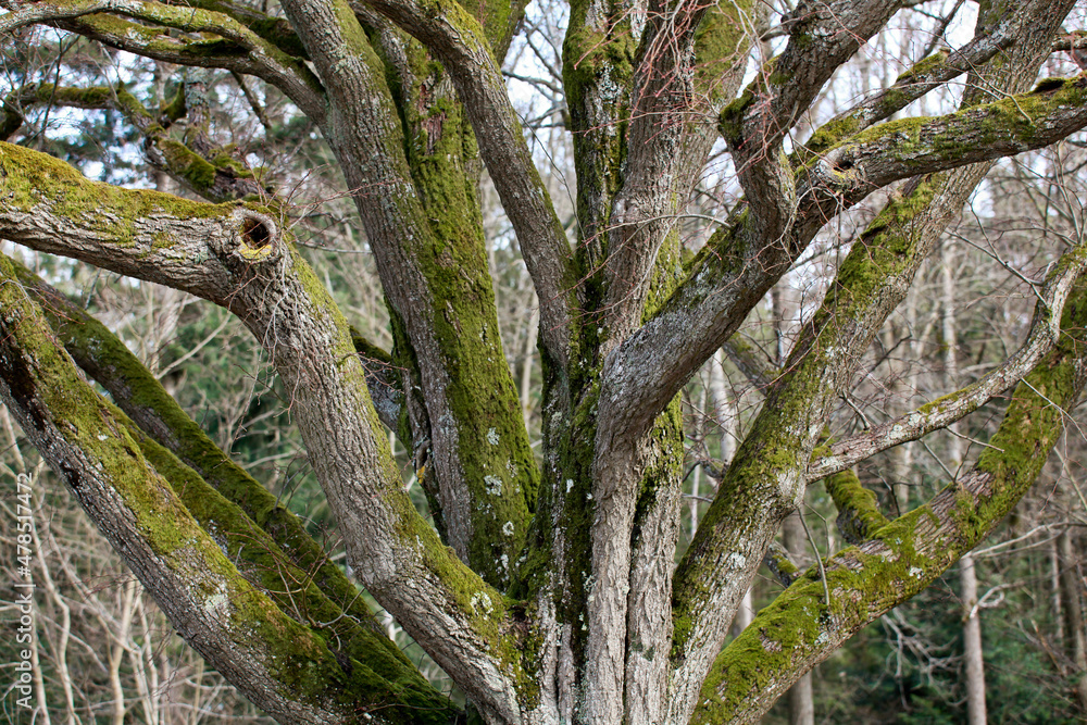Baum, Äste, Stammbaum Stock Photo | Adobe Stock
