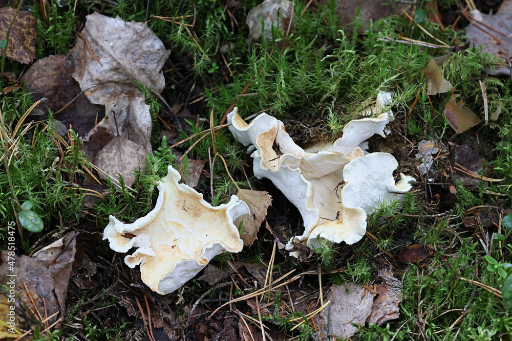 Sheep Polypore, also called Forest Lamb Mushroom, wild edible fungus ...