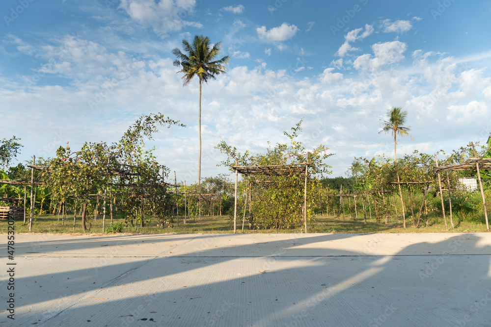 Horizontal view of concrete road with shadow of trees. ฺMixed orchards ...