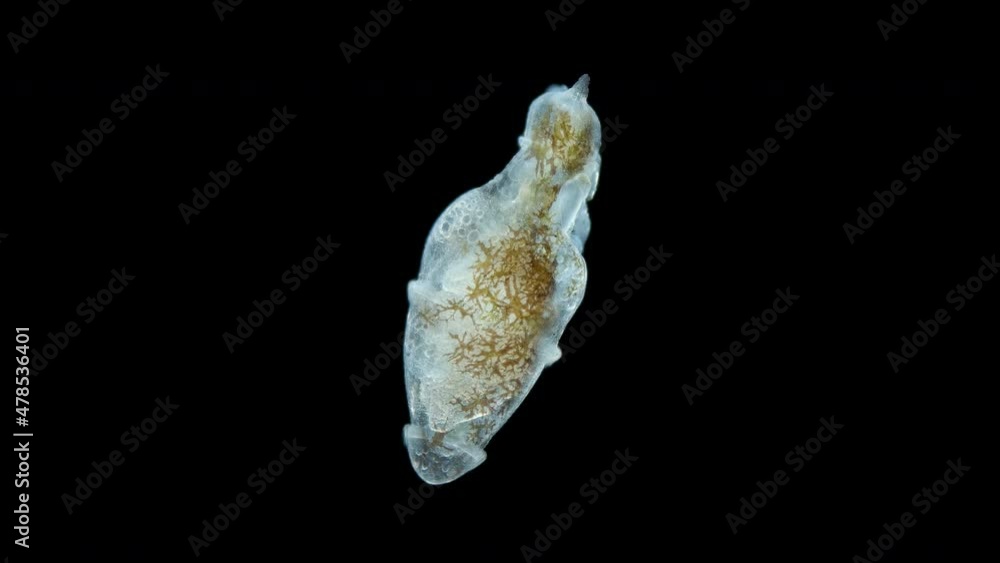 larva sea angel Mollusca Gastropoda under microscope, suborder ...