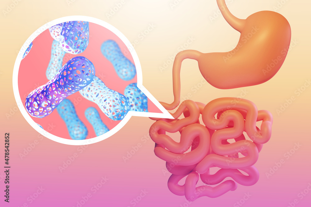 Microbiome of stomach. Intestinal tract with probiotics. Healthy ...
