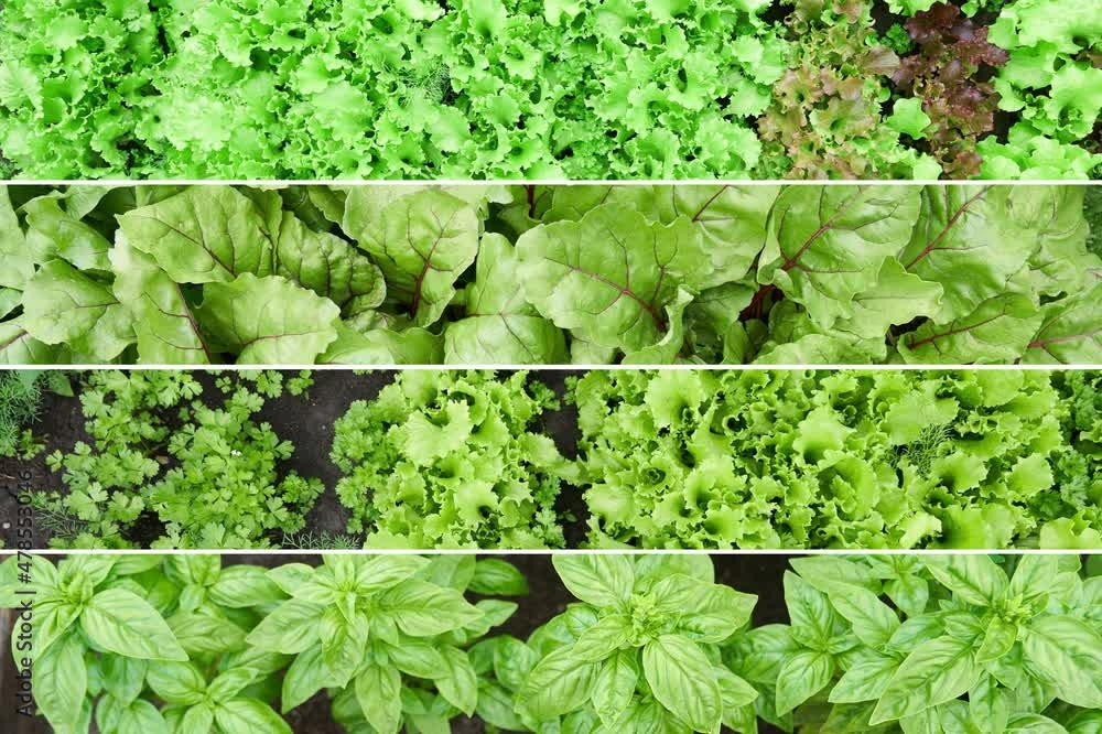Collage, top view. Growing green and red leaf lettuce, basil in the ...