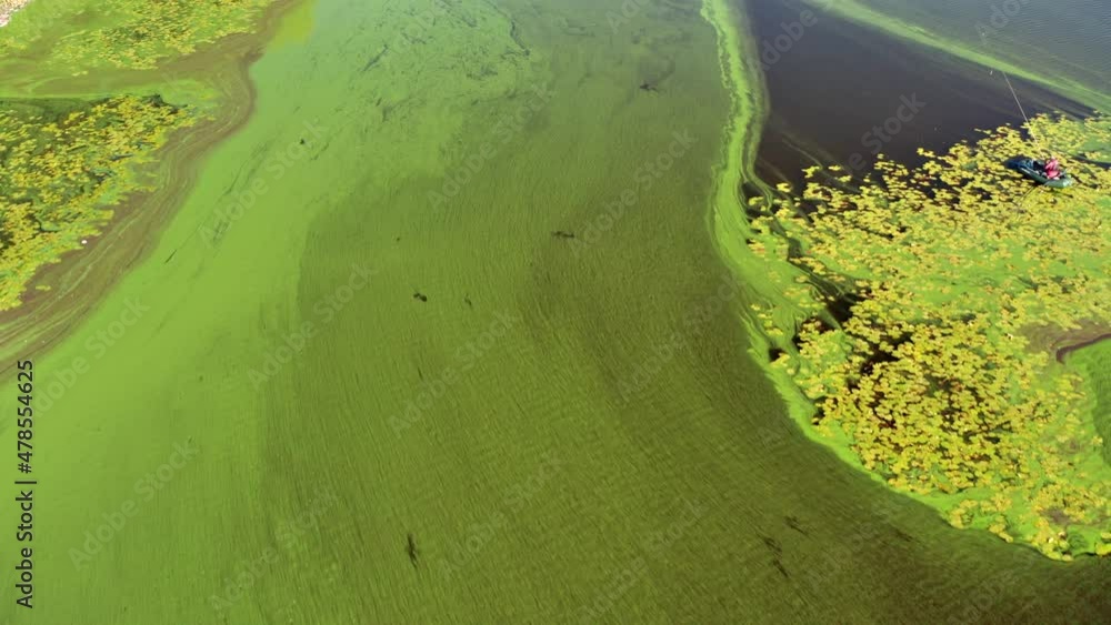 Flying over the green river. Top view of the river covered with green ...