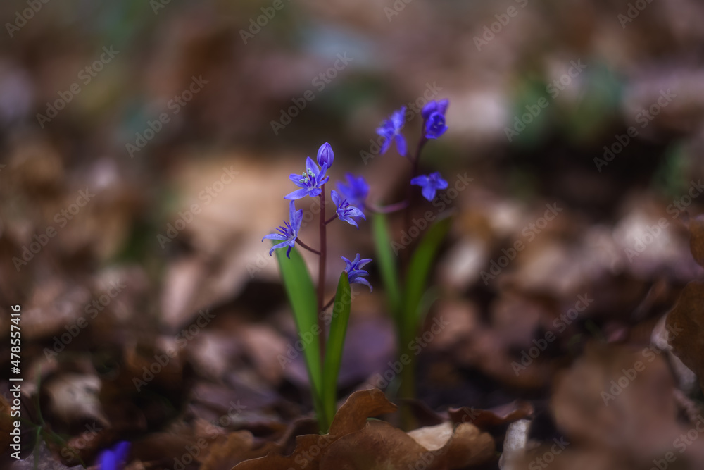 Scilla is a blue spring flower. Scilla blooms in early spring in the ...