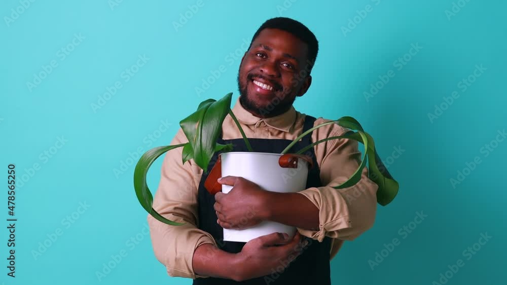 latin man gardener holds pot with a plants in studio blue background ... latin man gardener holds pot with a plants in studio blue background ...