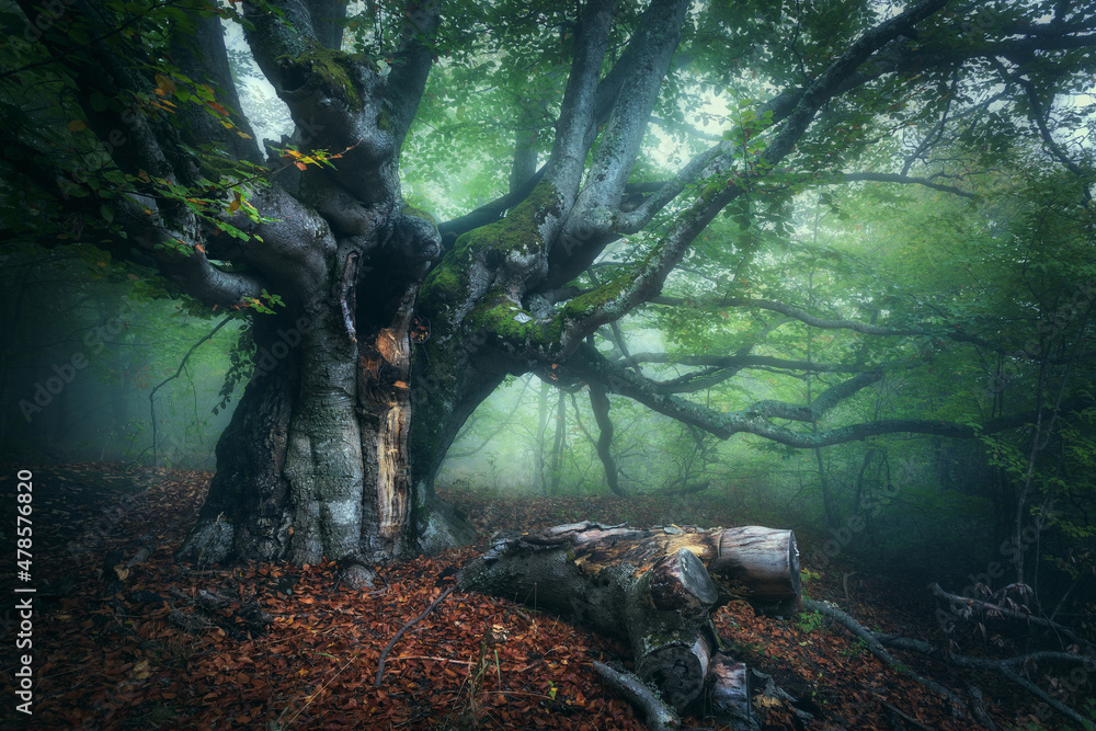 Old magical tree with big branches and green and red leaves in fog at ...