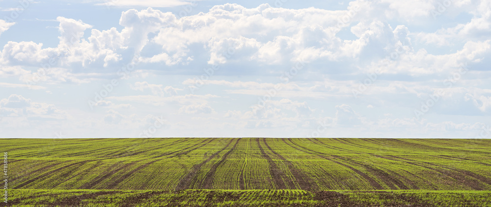 Foto de Beautiful spring rural landscape. A field with friendly shoots ...