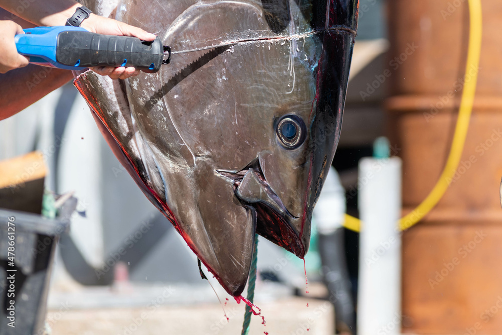 The head of an Atlantic bluefin tuna hanging from a pulley on the deck ...