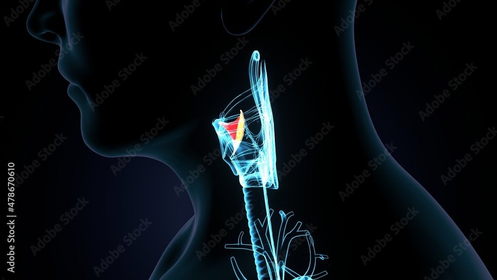 3d illustration of human body larynx anatomy. Stock Illustration ...