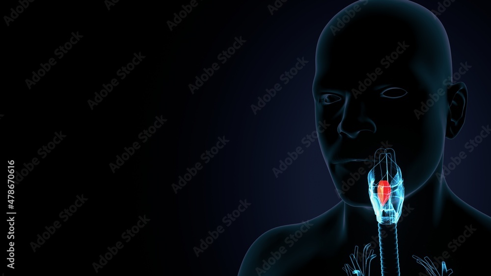 3d illustration of human body larynx anatomy. Stock Illustration ...