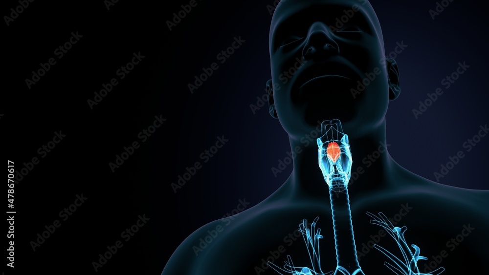 3d illustration of human body larynx anatomy. Stock Illustration ...