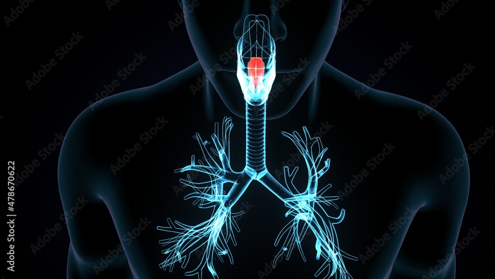 3d illustration of human body larynx anatomy. Stock Illustration ...