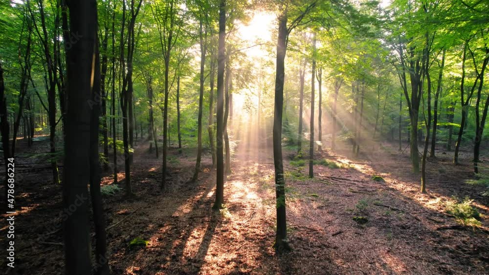 Forest tree sunlight sunshine golden hours walking towards the path ...