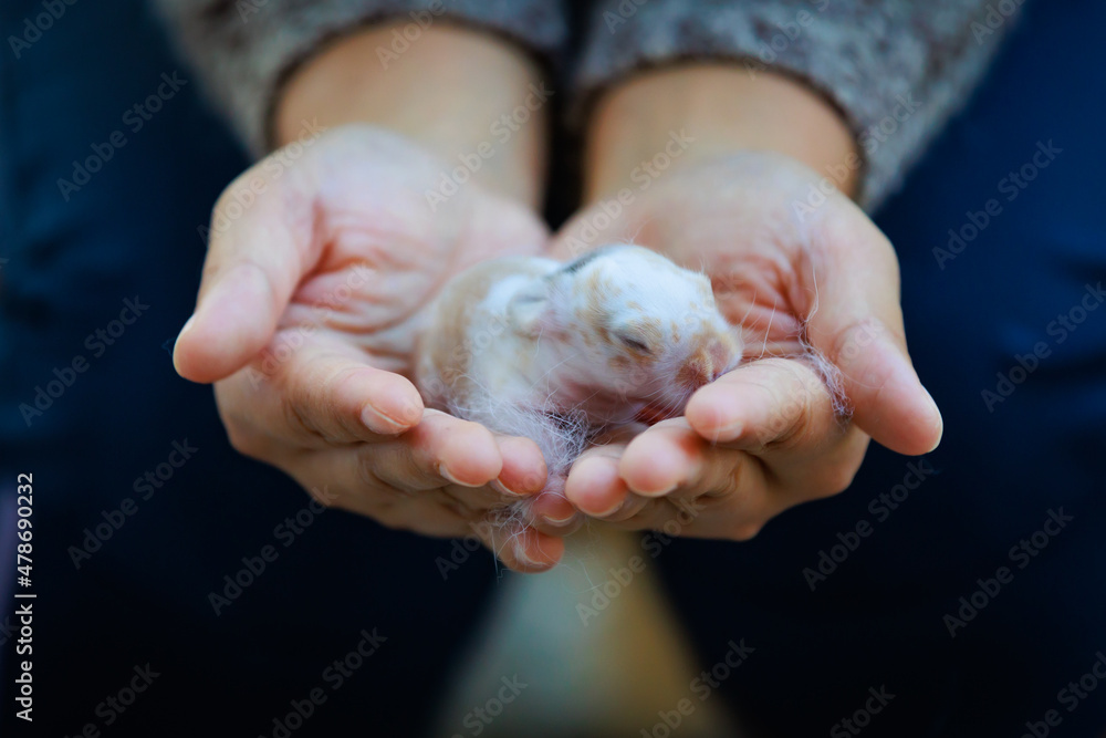Newborn baby holland lop bunny in woman hands. Woman holding tiny bunny ...