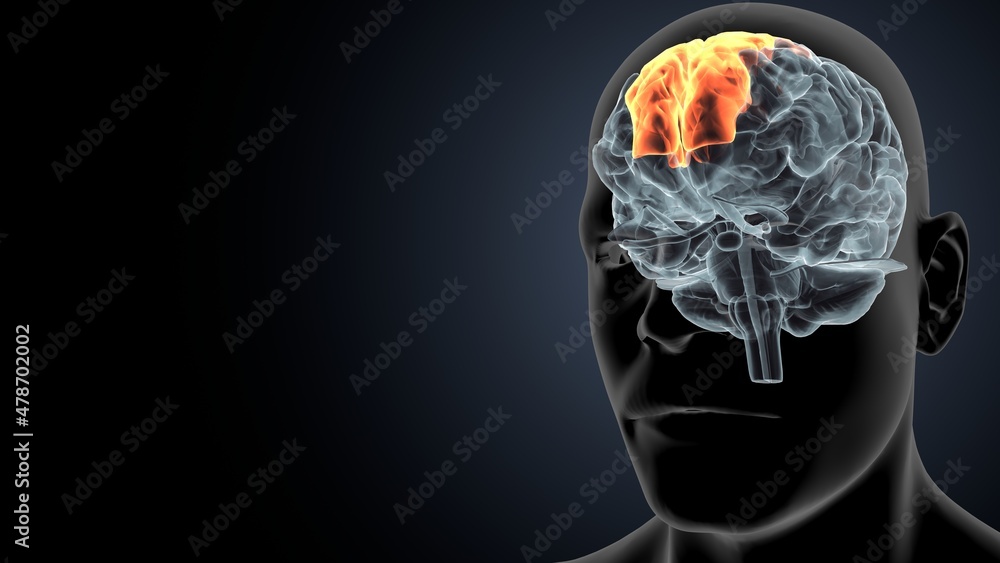 Poster 3d illustration of human brain Brain cingulate gyrus Anatomy ...