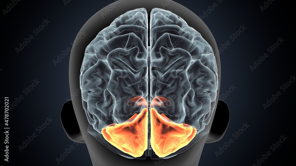 human brain occipital lobe anatomy 3d illustration Stock Illustration ...