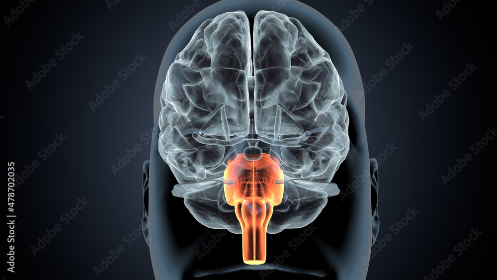 human brain medulla oblongata anatomy. 3d illustration Stock ...