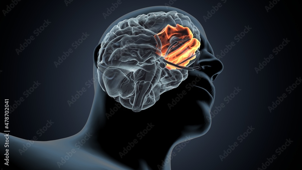 3d illustration of human brain inferior frontal gyrus Anatomy Stock ...