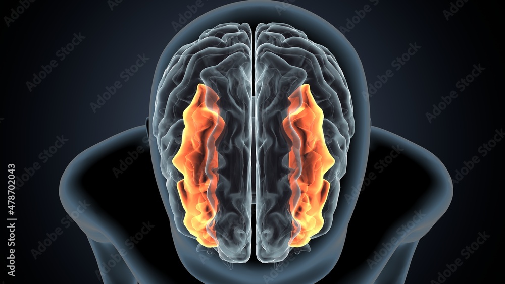 3d illustration of human brain inferior frontal gyrus Anatomy Stock ...