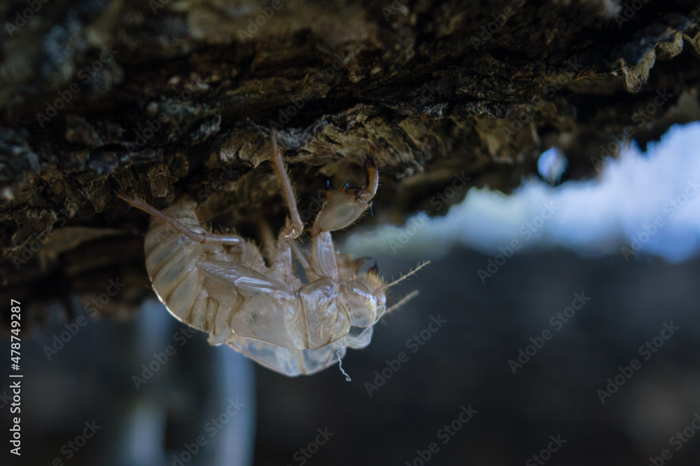 Cicada cast skin or exuviae after the adult cicada has left, from ...