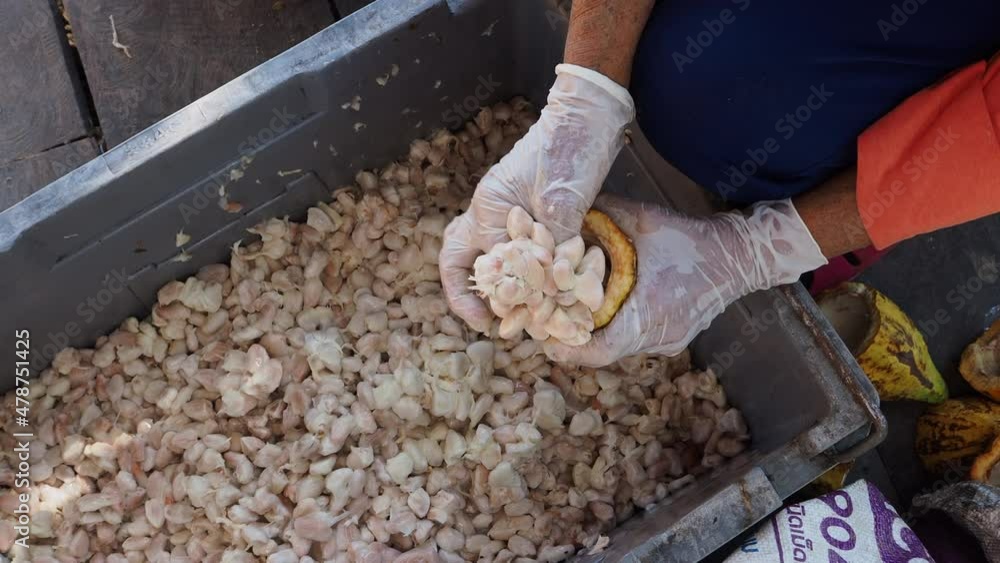 Cocoa farmers cutting cacao pods meticulously extract cocoa beans from ...
