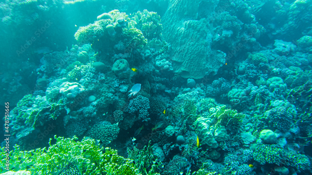 underwater beach of the red sea. underwater life in clear water corals ...